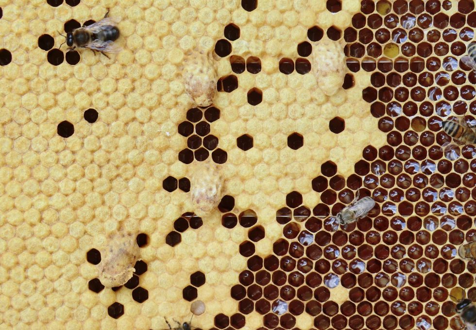 L'essaimage des abeilles : comprendre et agir