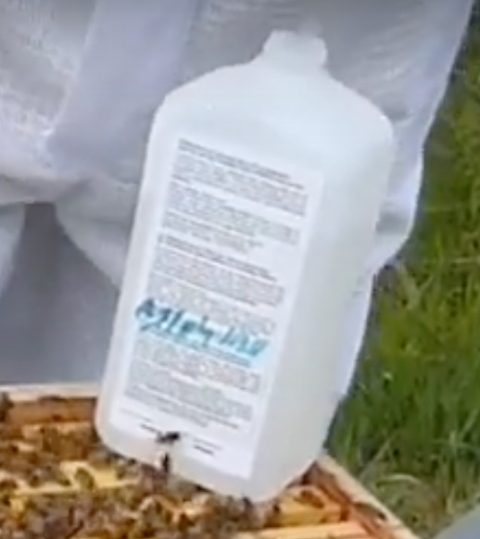 Oxybee, un traitement français contre le varroa