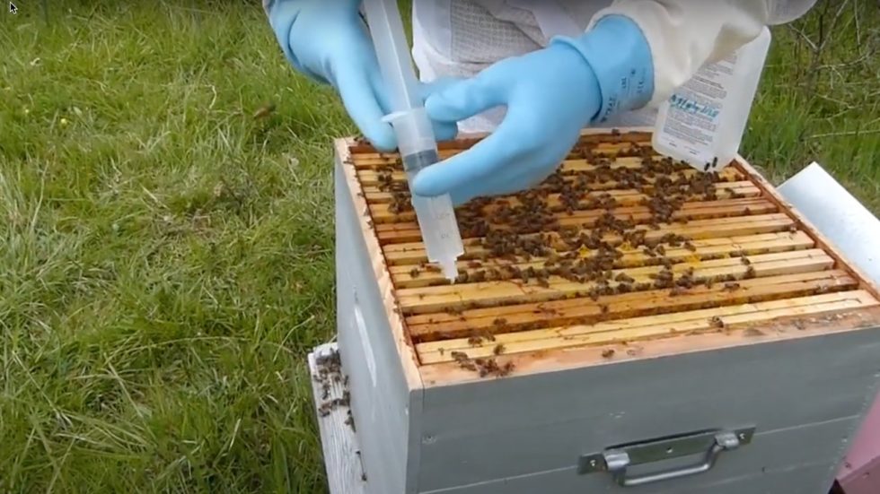 Oxybee, un traitement français contre le varroa