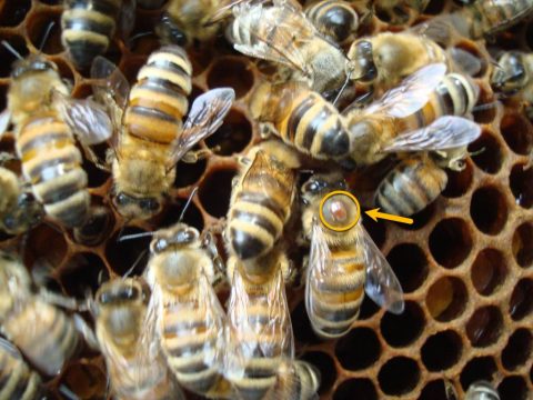 Le cycle de vie du varroa pour les nuls
