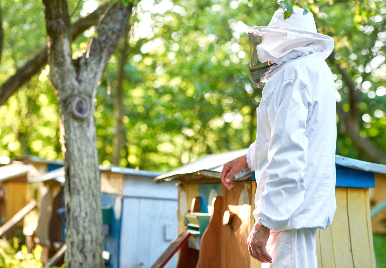 Commencer l'apiculture - L'histoire de Denis et Laurent