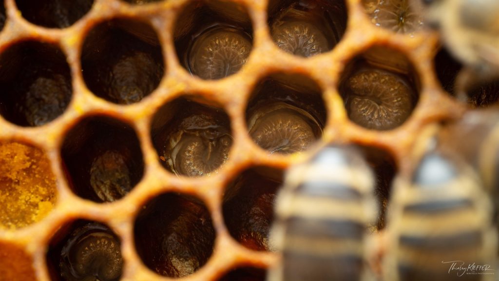 Découvrez l'anatomie étonnante de l'abeille