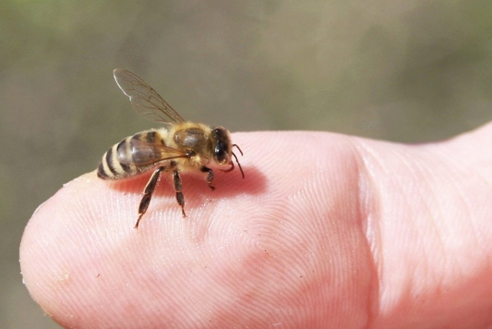 Découvrez l'anatomie étonnante de l'abeille