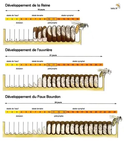 Découvrez l'anatomie étonnante de l'abeille