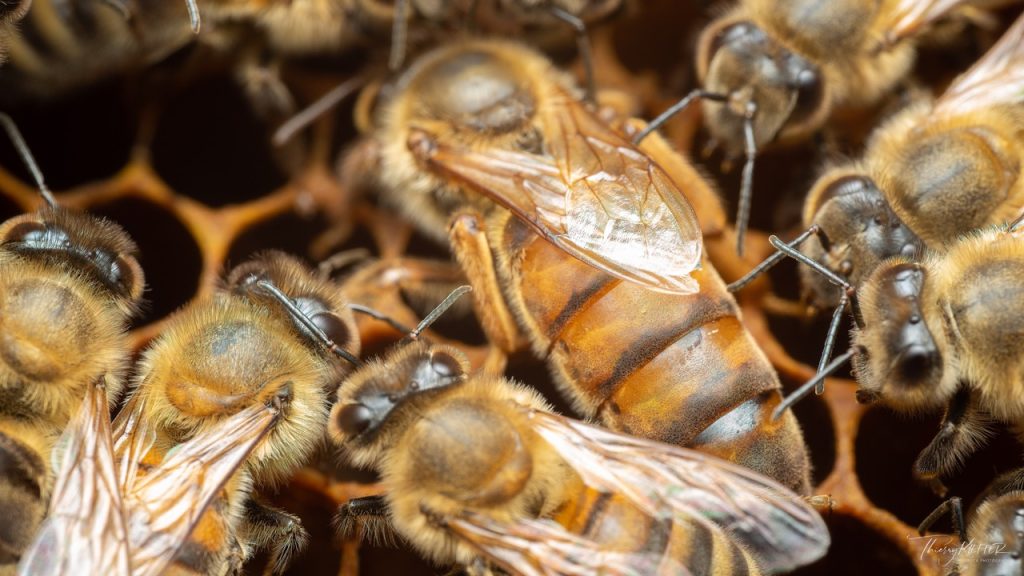 Découvrez l'anatomie étonnante de l'abeille