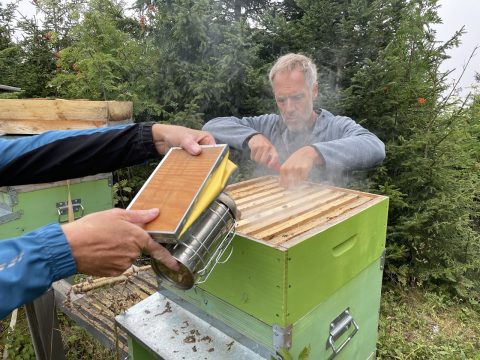 L'essaimage des abeilles : comprendre et agir