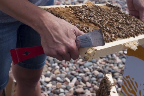 La liste du matériel pour commencer l'apiculture