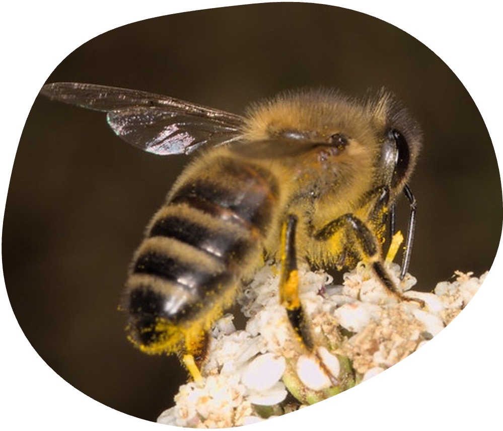 Le guide ultime du choix de vos abeilles : races et particularités