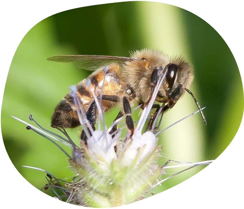 Apprendre l'apiculture de A à bzzzzzz