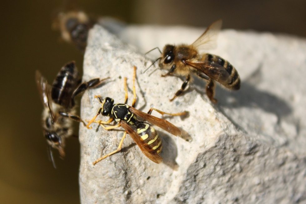 Les prédateurs des abeilles : comment les identifier