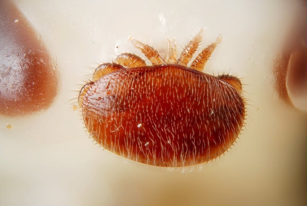 Varroa : 5 bio techniques très efficaces pour le contrôler