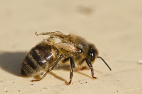 Varroa : 5 bio techniques très efficaces pour le contrôler